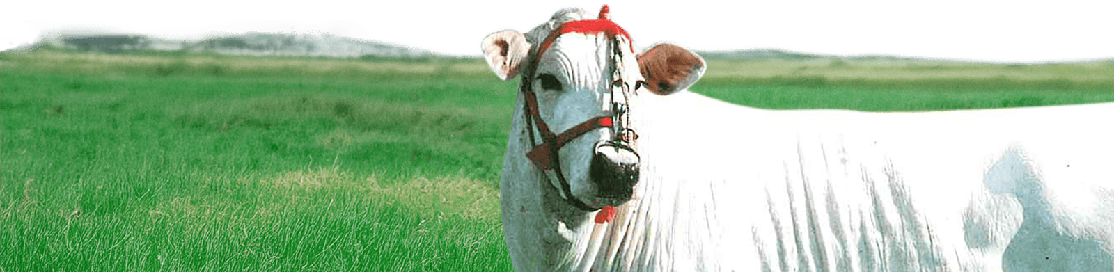 The Chianina Society of Australia